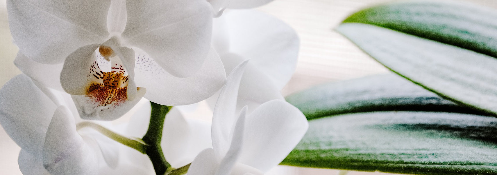 Plants Delivery Dothan | Miles Of Flowers–Miles of Flowers